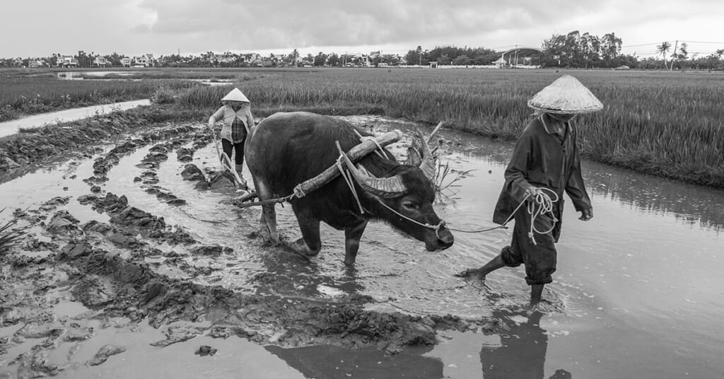 Water buffalo in Vietnam - Vietnam authentic eco tour